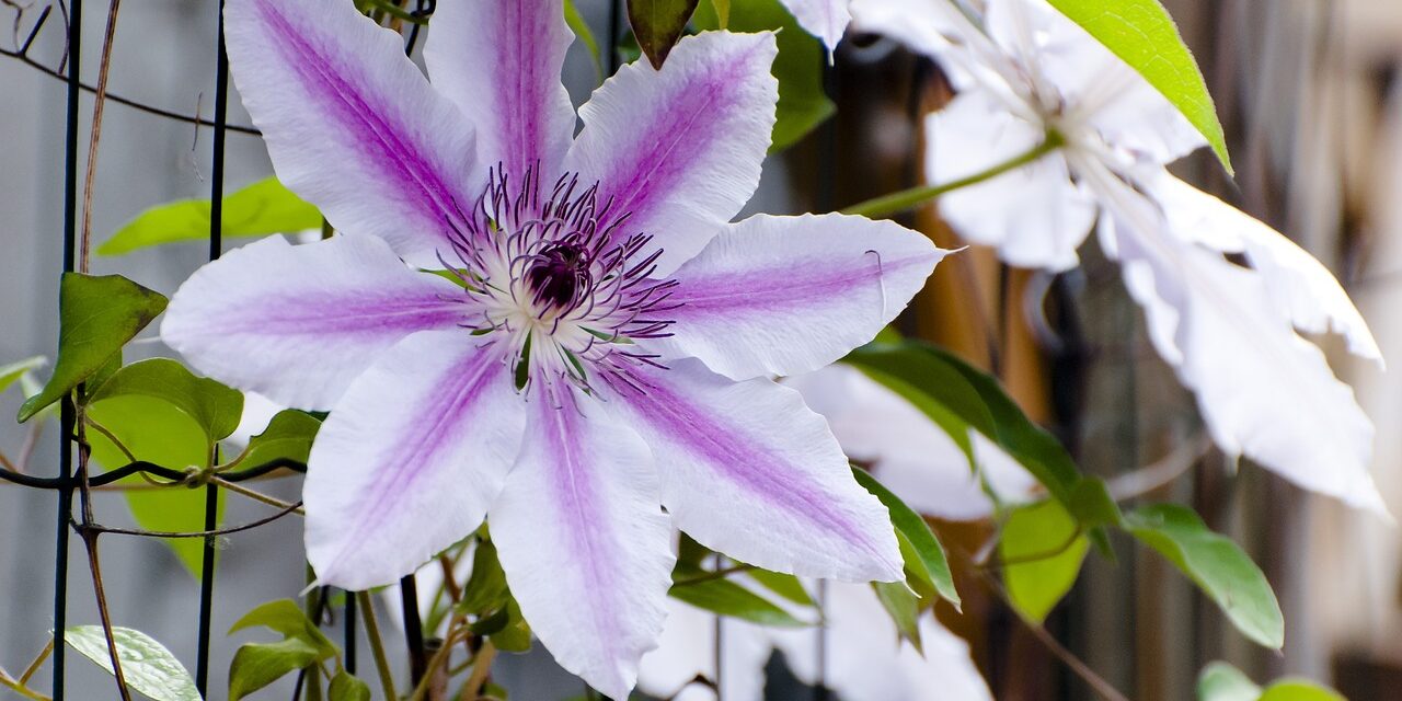 Jak pěstovat popínavý plamének - skvělá rostlina pro vaší zahradu ...